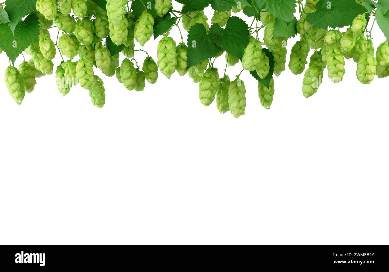 Garland of hop cones and green leaves. Isolated without shadow ...