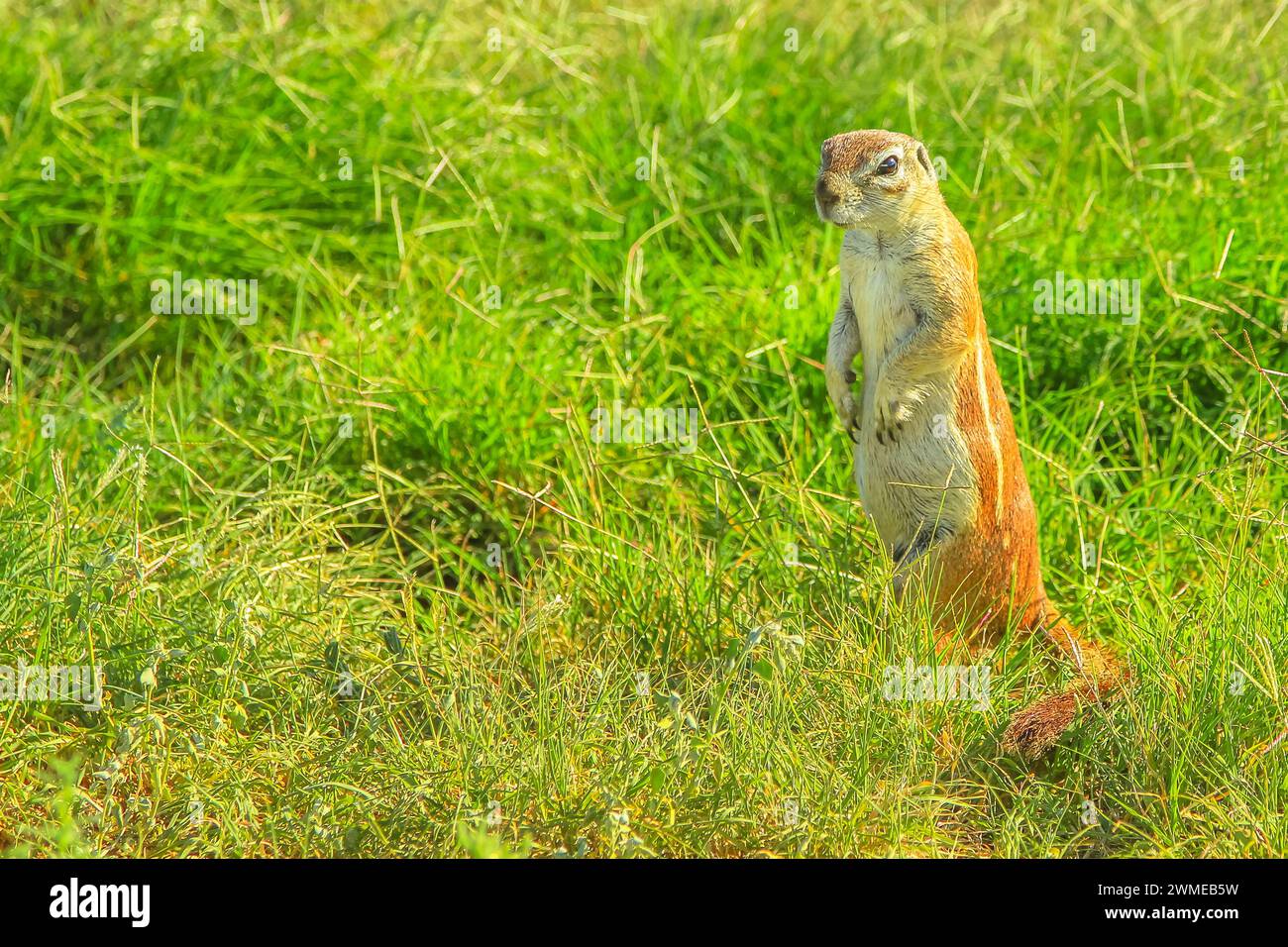 African squirrel standing on grass background in the grassland of Zebra ...