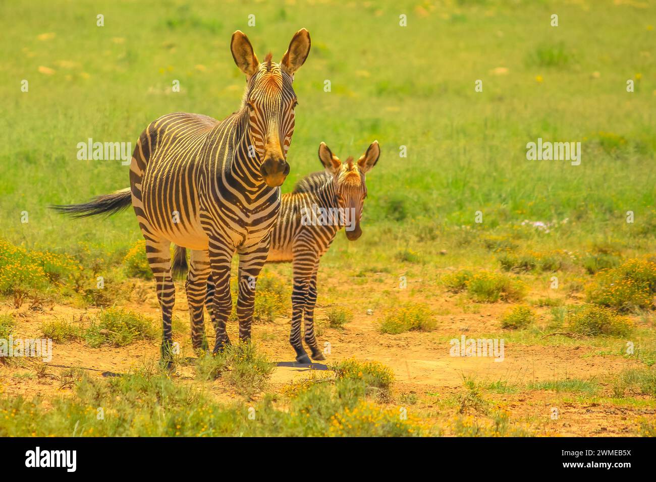 Mountain zebra mother with calf in flowery grassland of Zebra Mountain ...