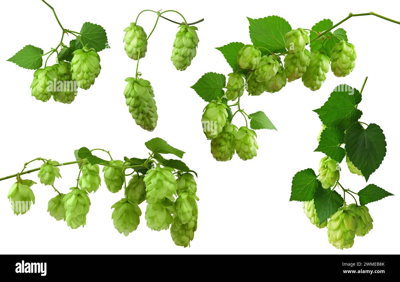 Green hops closeup. Hop cones with green leaves . plants for decorating ...