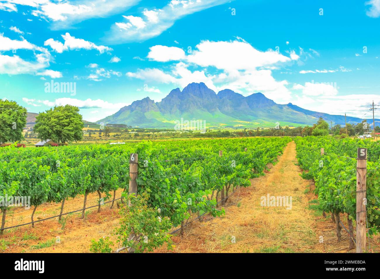 Vineyard with rows of grapes in the scenic landscape of Stellenbosch ...