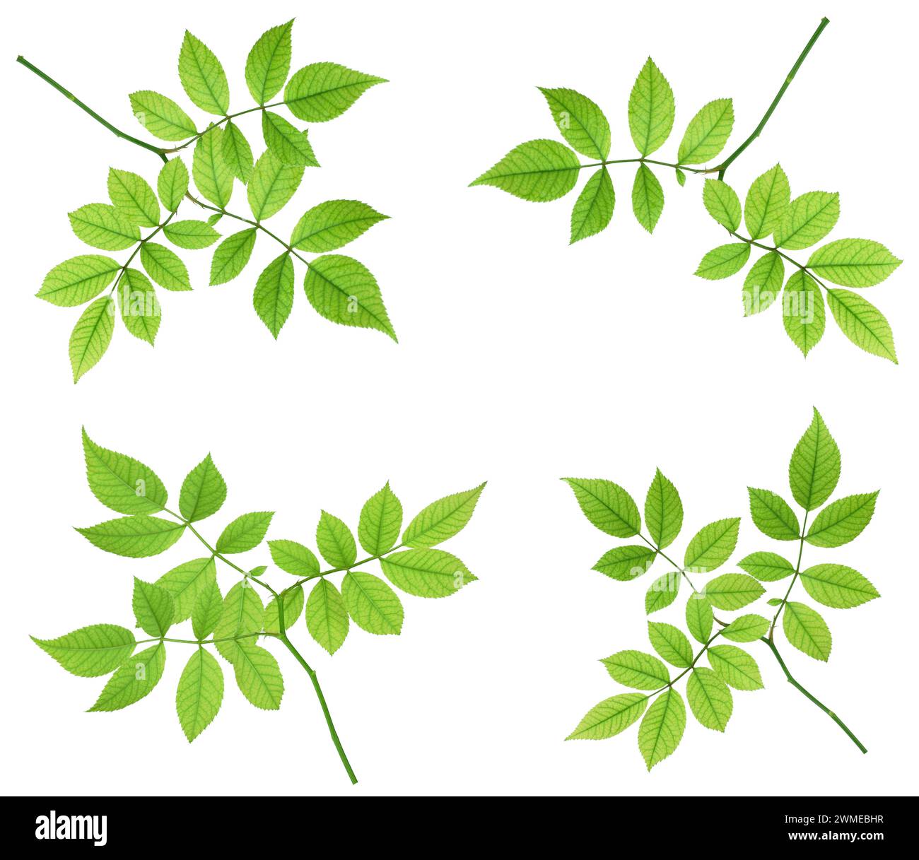 Foliage covers Cut Out Stock Images & Pictures - Alamy