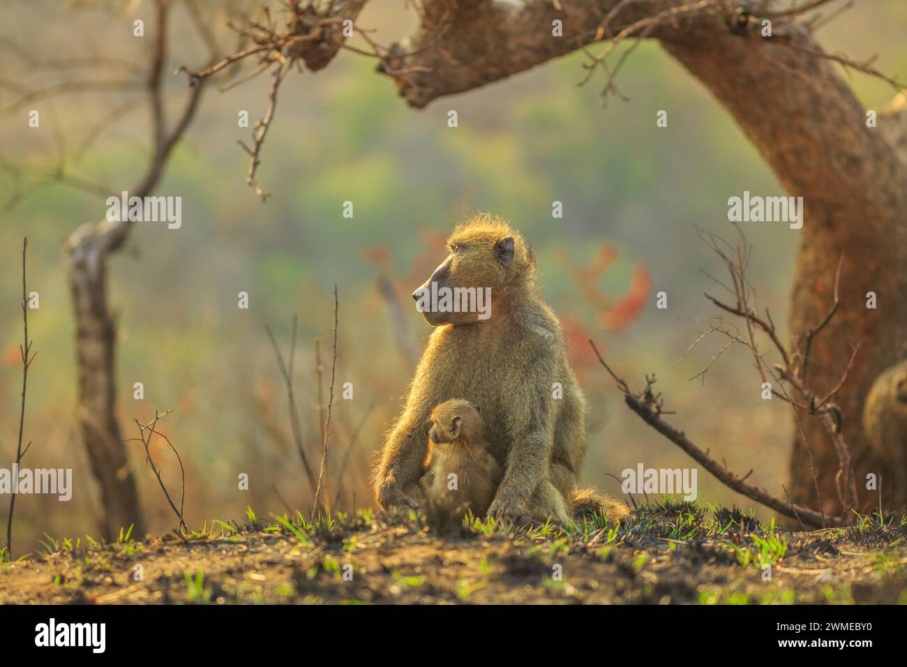 Cute Chacma Baboon mum with baby, species Papio ursinus, sitting on the ...
