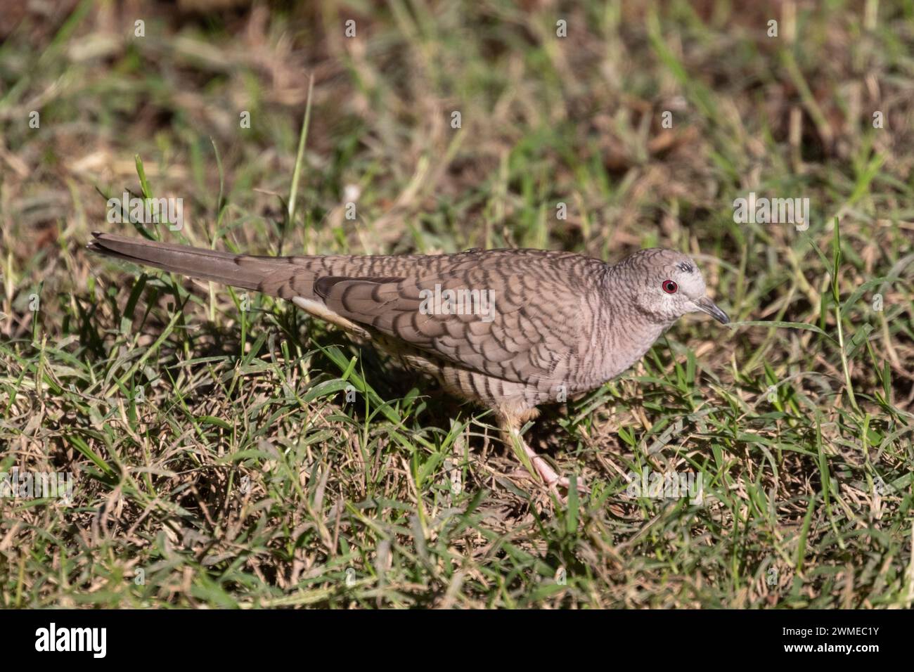 Inca Dove (Columbina inca) at Bentsen-Rio Grande Valley State Park ...