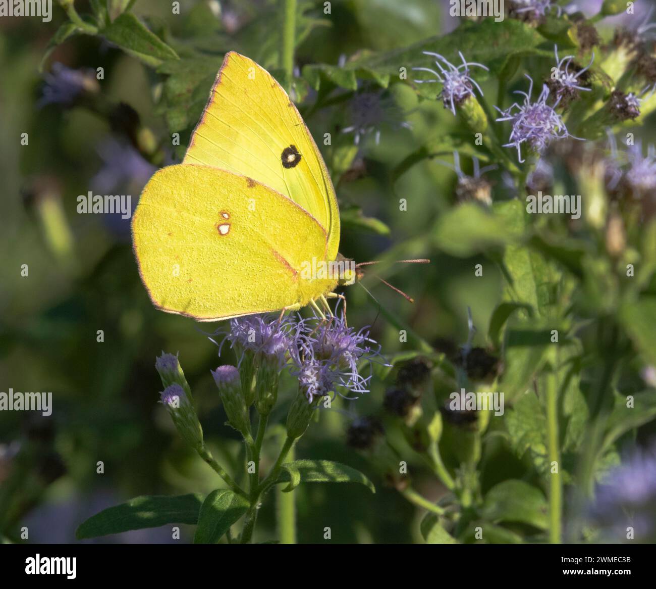 Southern dogface butterfly (Zerene casonia) feeding on mistflowers ...