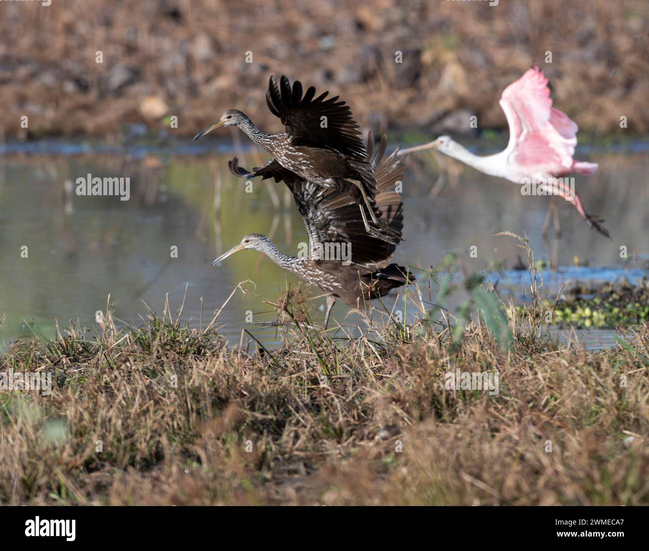 Limpkin (Aramus guarauna) flying over forest lake, Fort Bend County ...