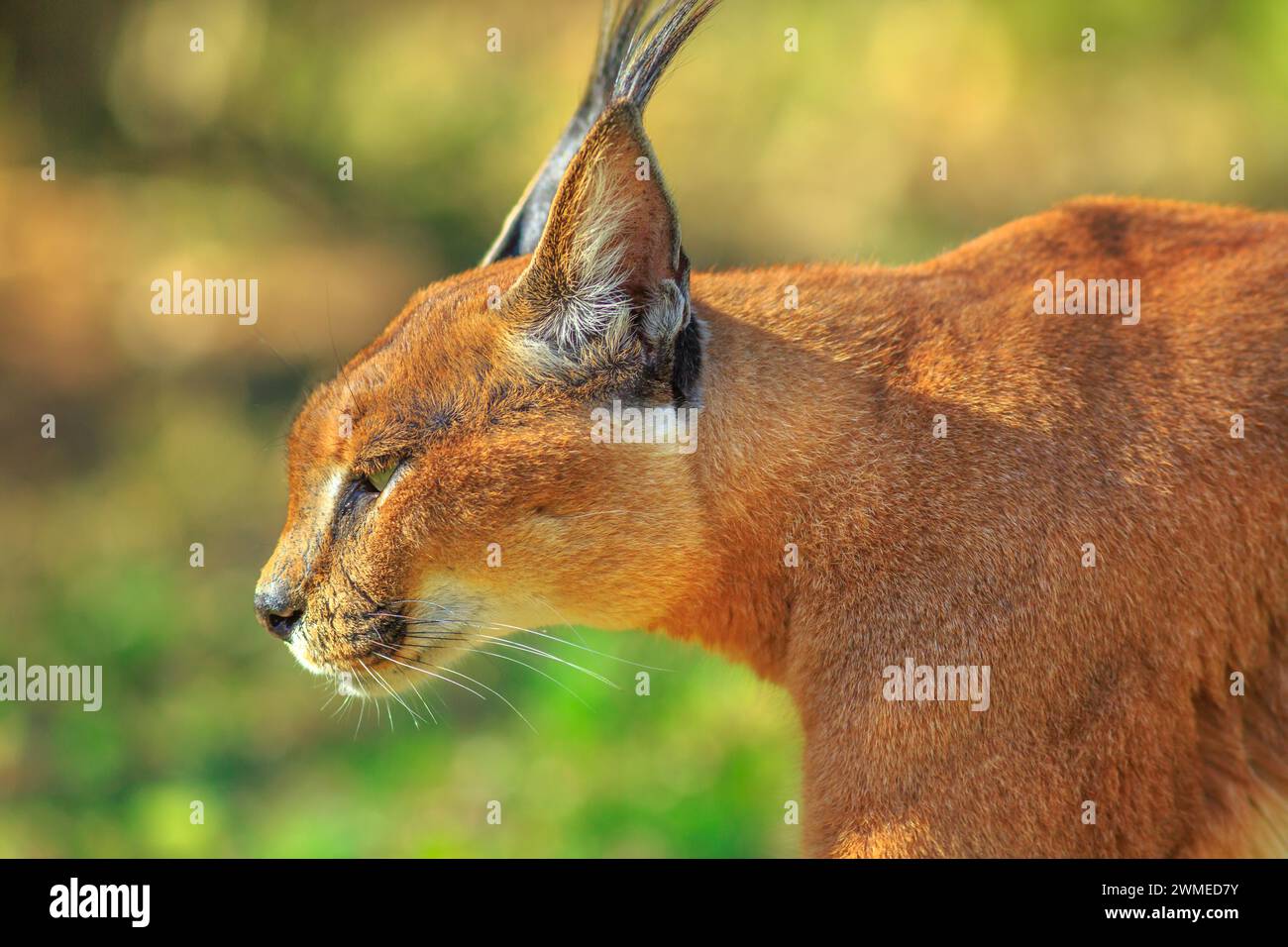 Side view of face of Caracal or African lynx walking outdoor in blurred ...