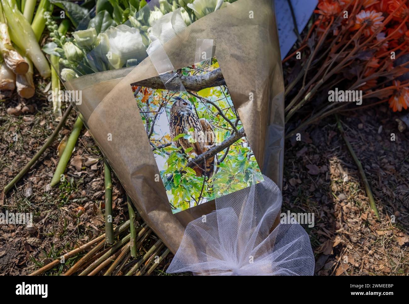 NEW YORK, N.Y. – February 25, 2024: A tribute to Flaco the owl is seen ...