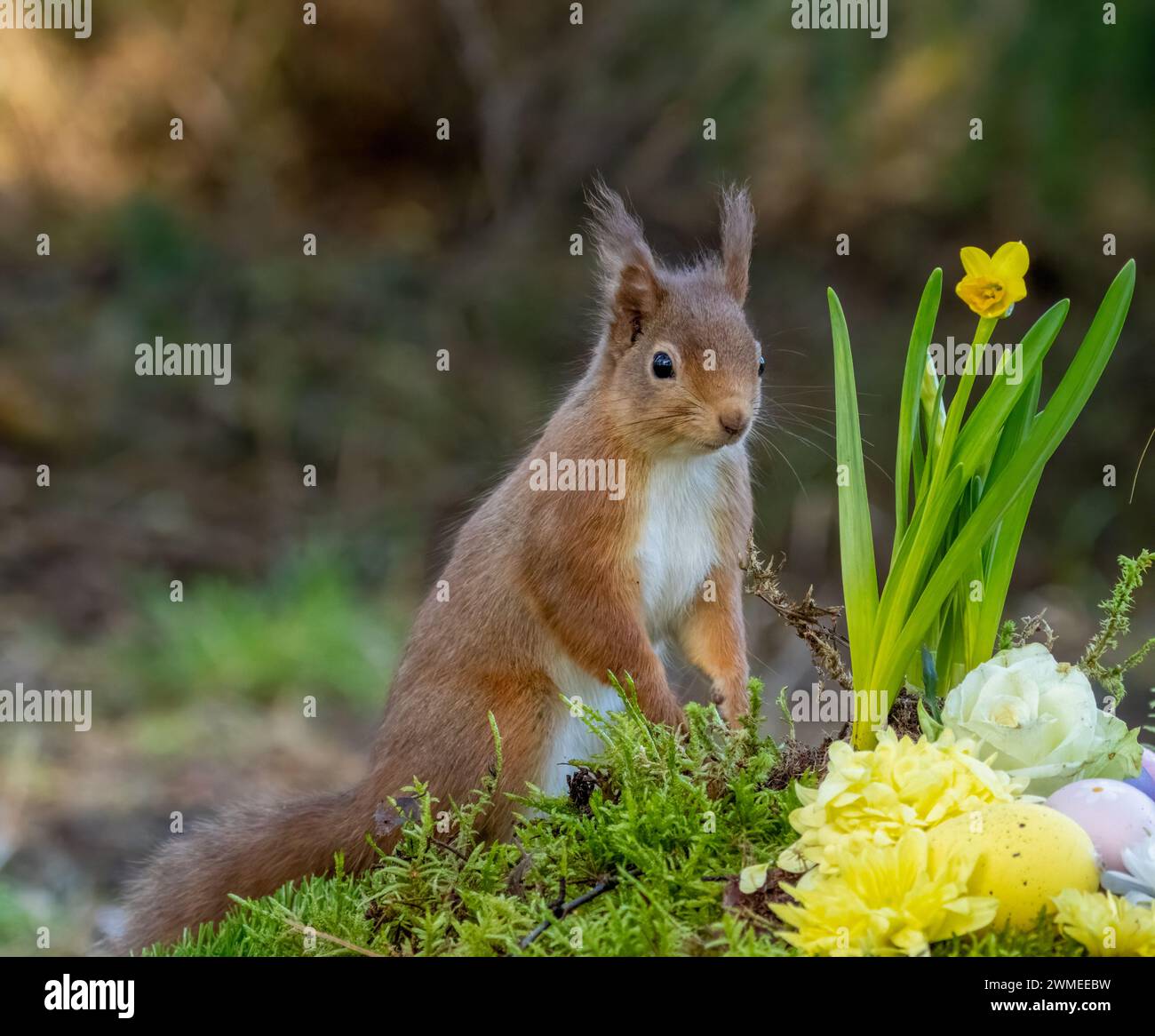 Cute little scottish red squirrel in spring with daffodils Stock Photo ...
