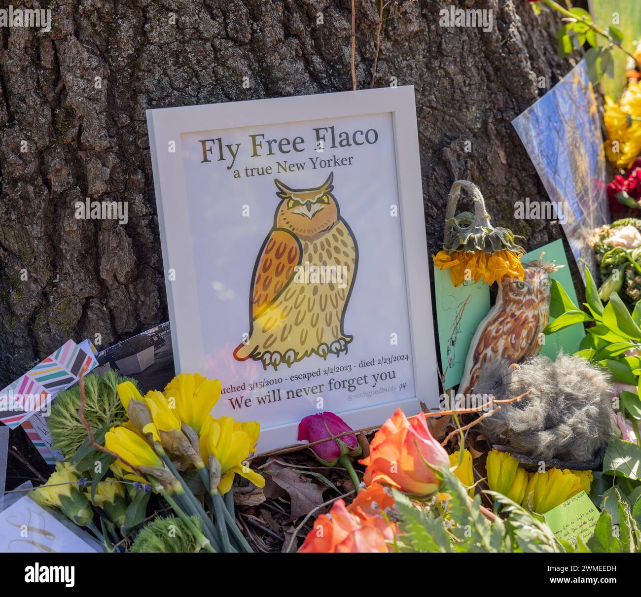 NEW YORK, N.Y. – February 25, 2024: Tributes to Flaco the owl are seen ...