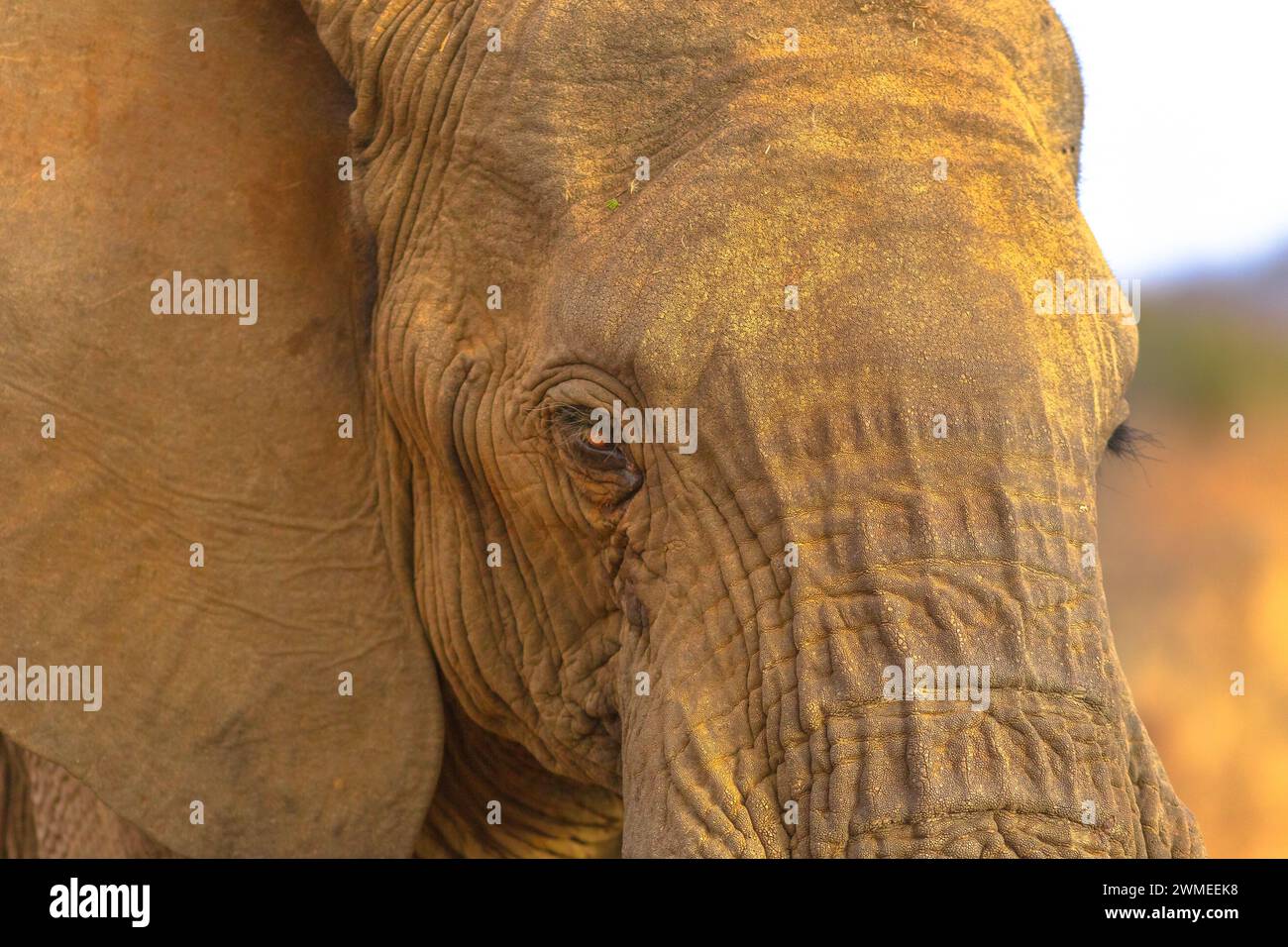 Portrait of adult african Elephant, Loxodonta, one of Big Five. Game ...