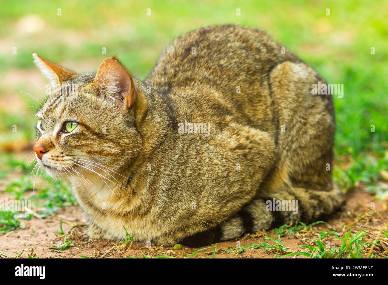 African Wild Cat, Felis libyca, standing on the bushland. Wild cat ...
