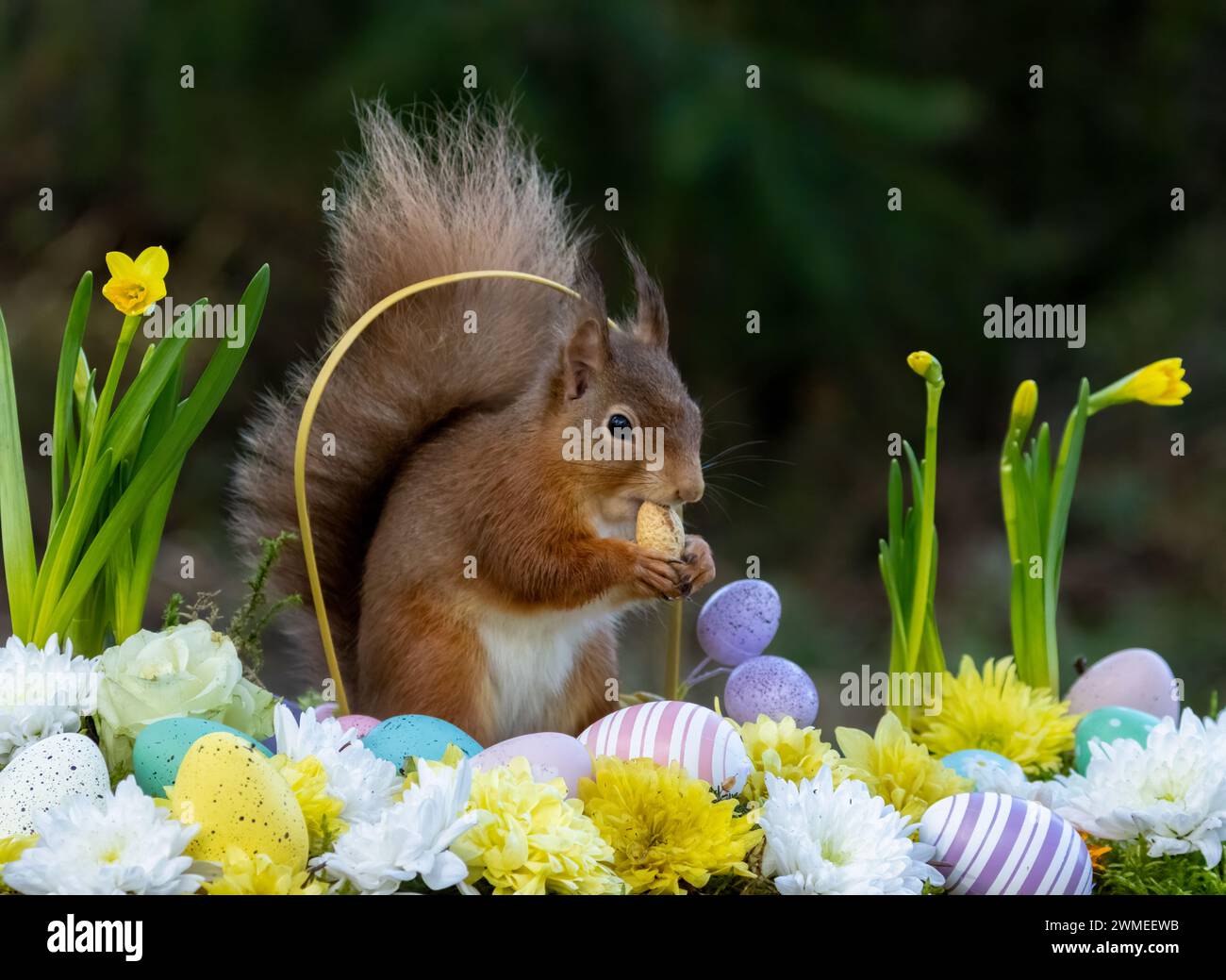 Easter spring scene of cute little scottish red squirrel with daffodils ...