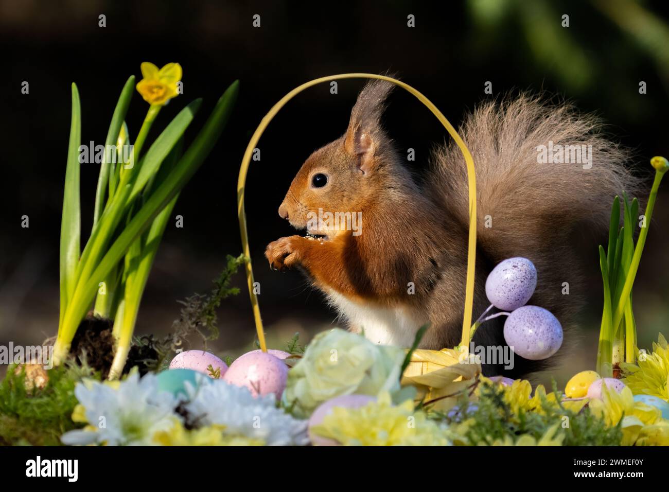 Easter spring scene of cute little scottish red squirrel with daffodils ...