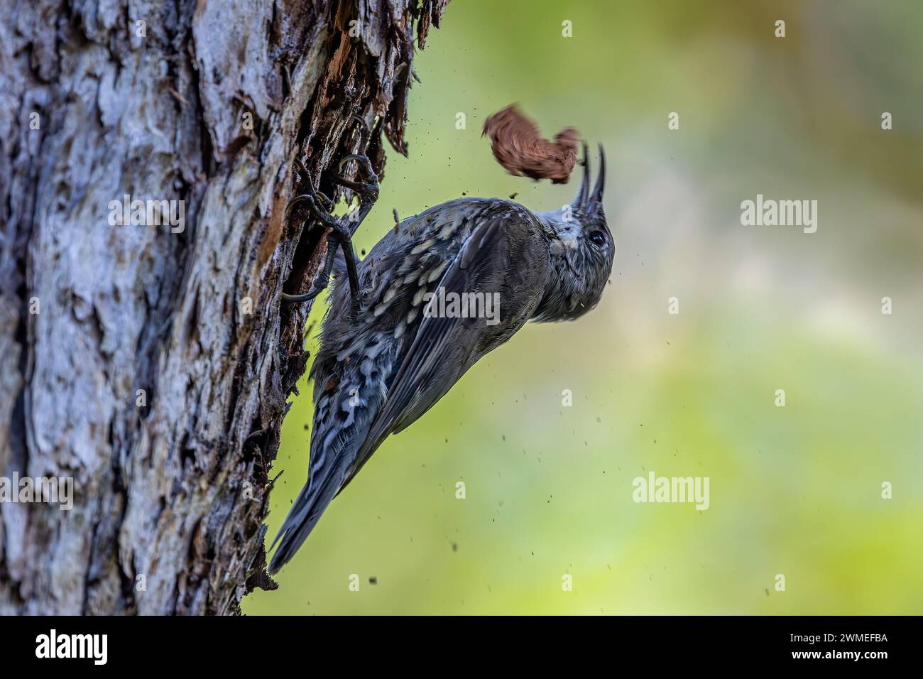 Australian White-throated Treecreeper lifting back from tree in search ...