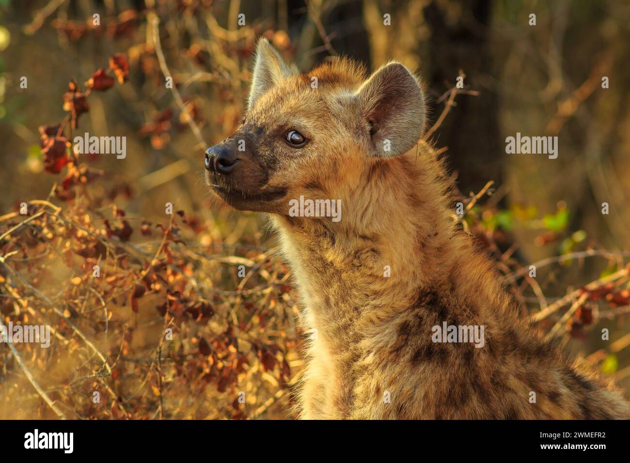 Portrait of spotted hyena cub, species Crocuta crocuta standing ...