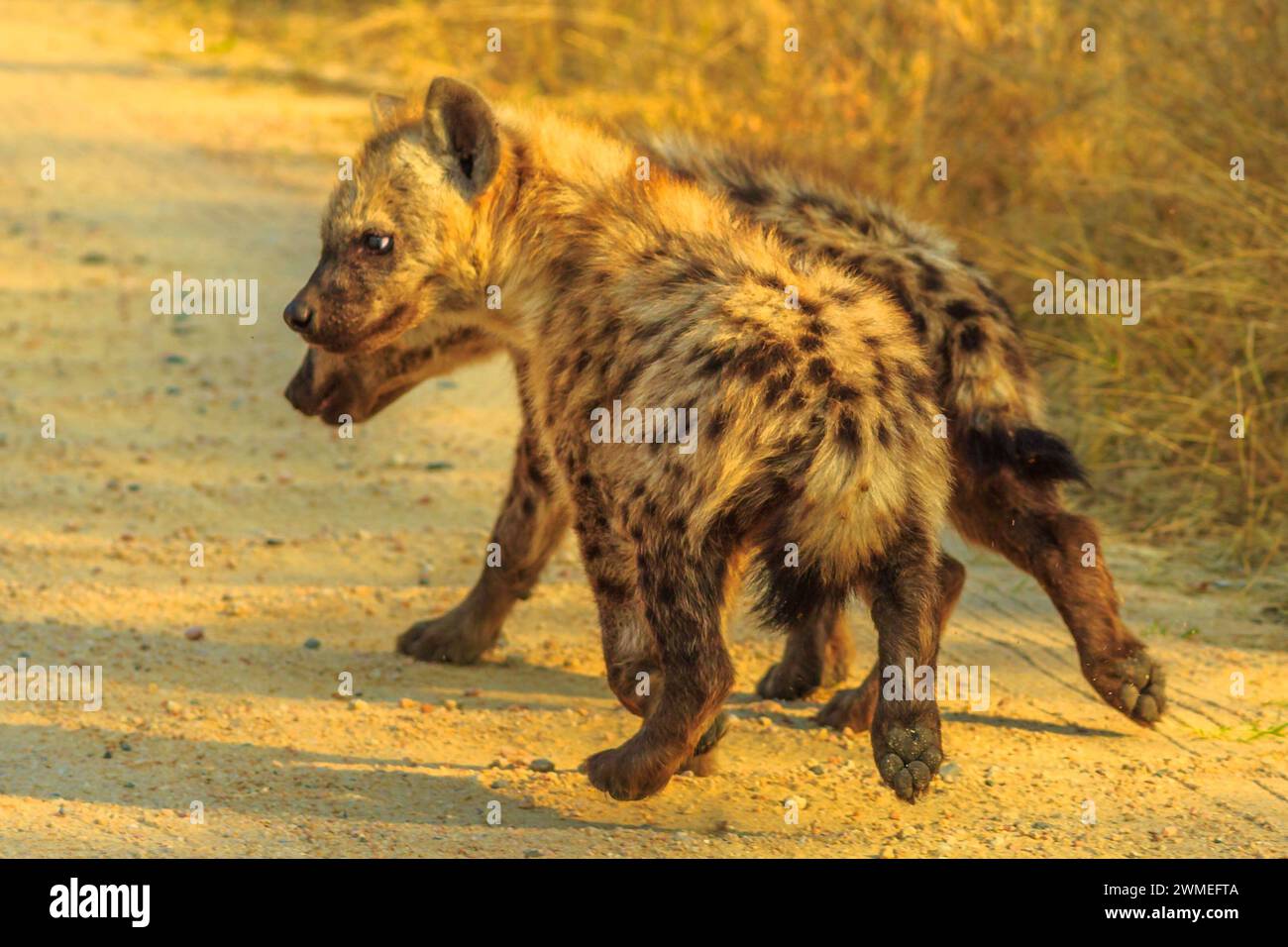 Spotted hyena cubs running hi-res stock photography and images - Alamy