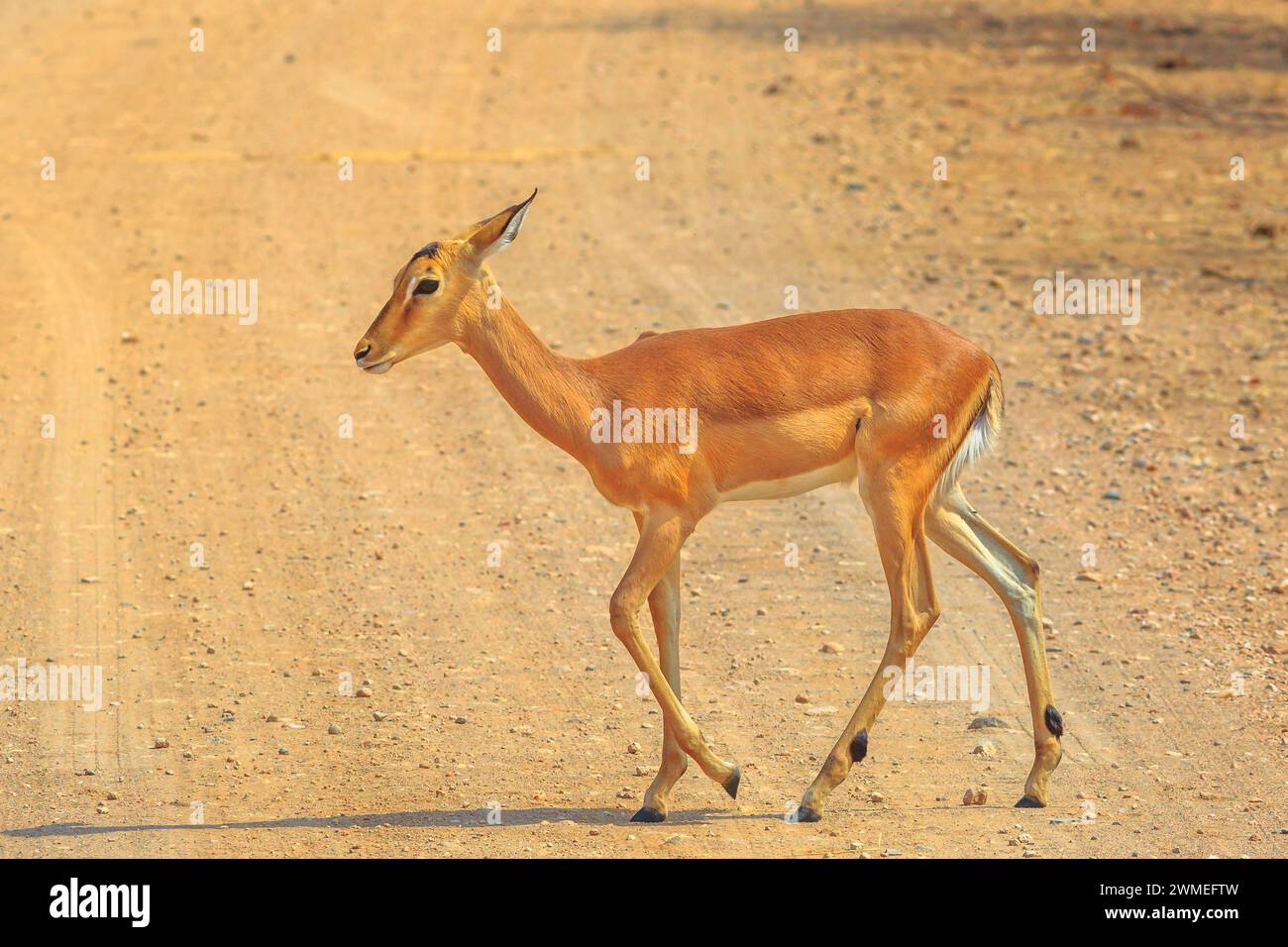 African safari game drive. Side view of female impala, species ...