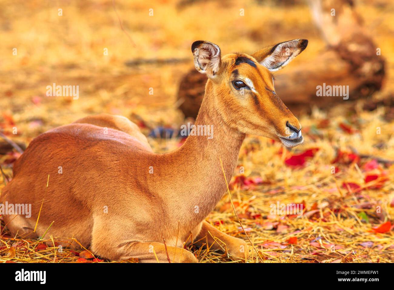 Impala female, Aepyceros melampus, the most common antelope, resting at sunset in Kruger ...