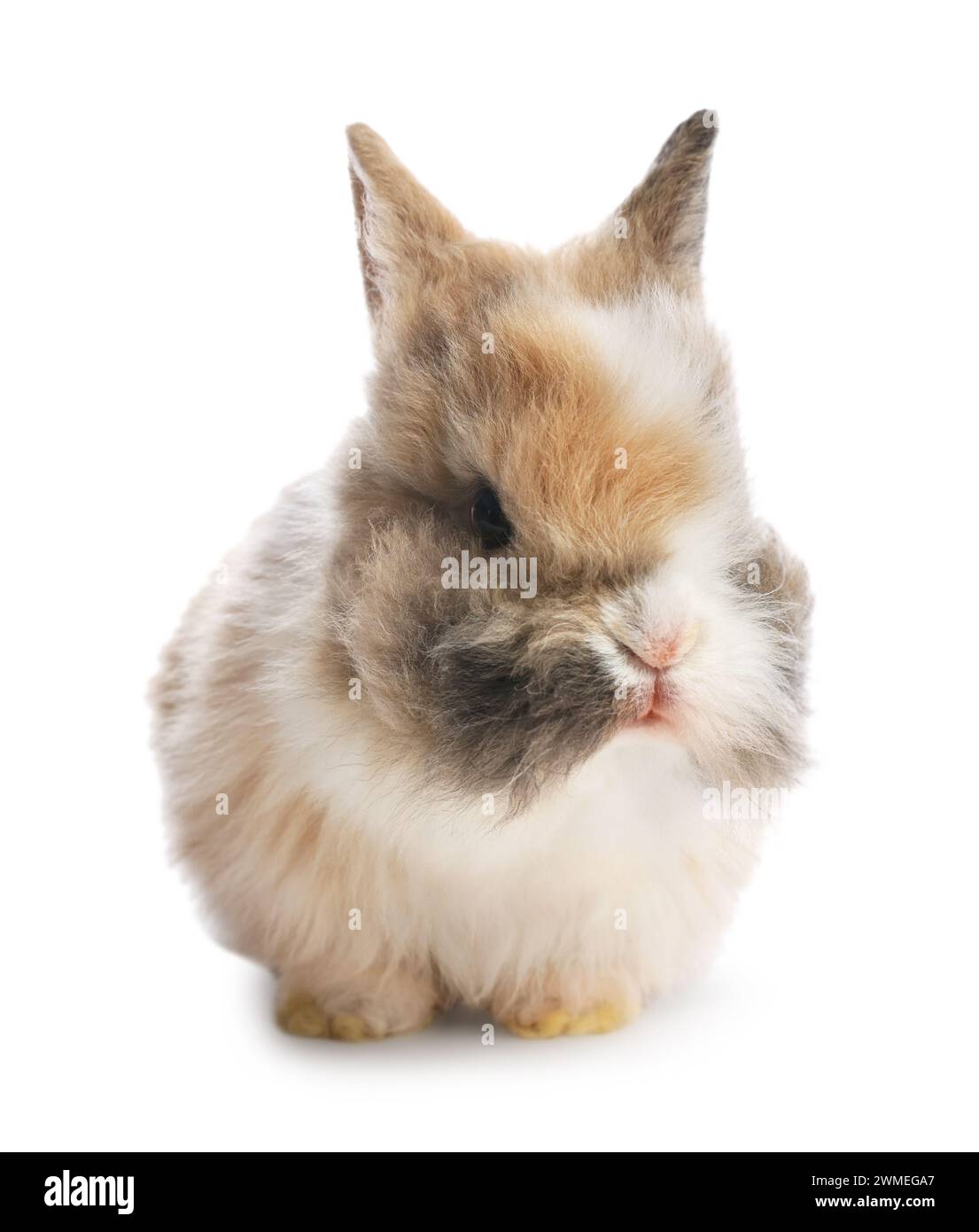 Cute fluffy pet rabbit isolated on white Stock Photo - Alamy