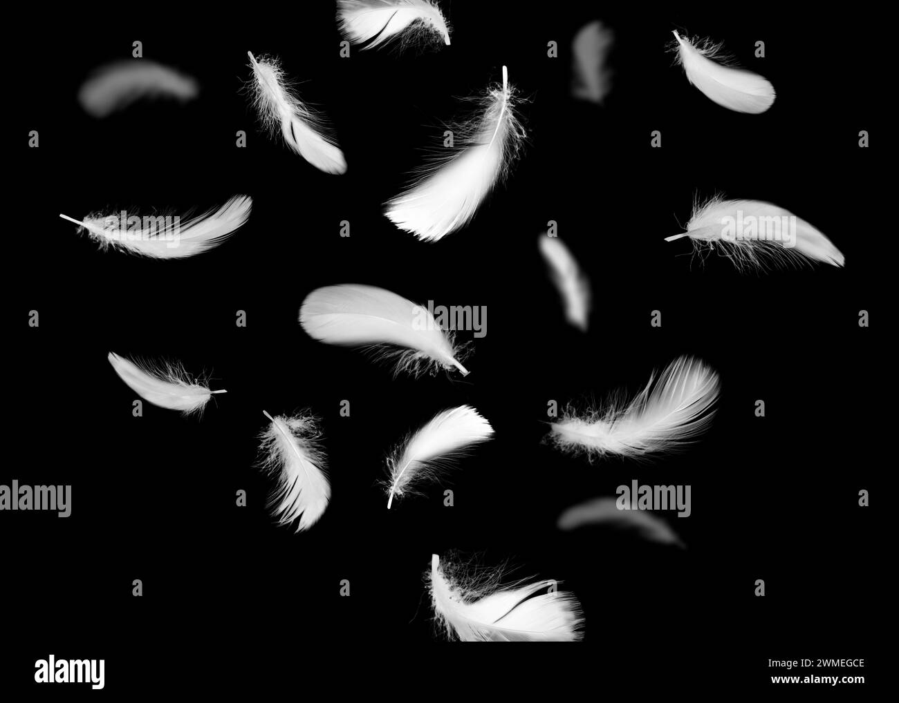 Fluffy bird feathers falling on black background Stock Photo - Alamy