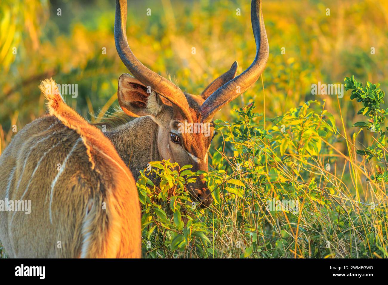 Side view of male Greater kudu, a species of antelope standing in ...