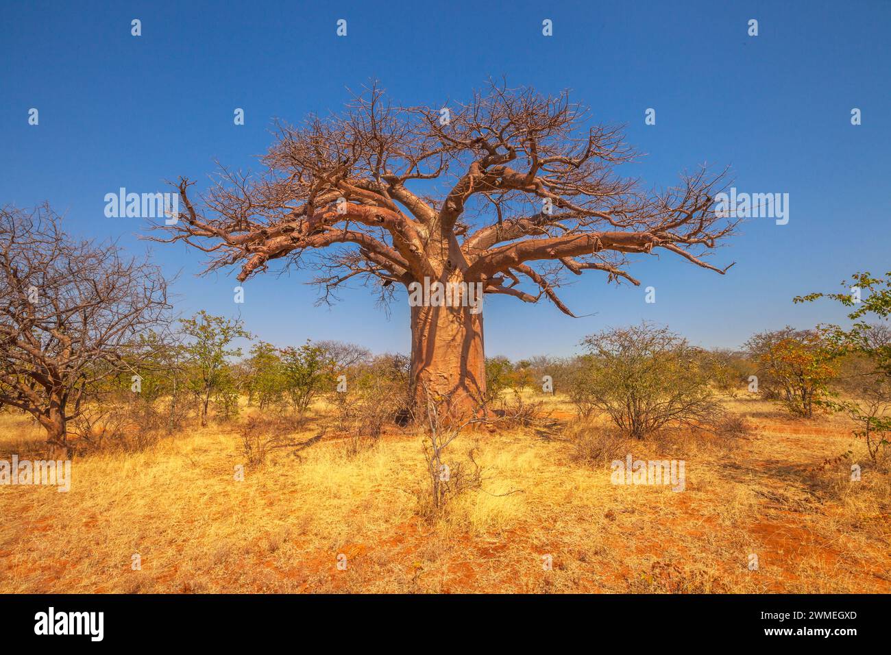 African Baobab tree or monkey bread trees, tabaldi or bottle trees, in ...