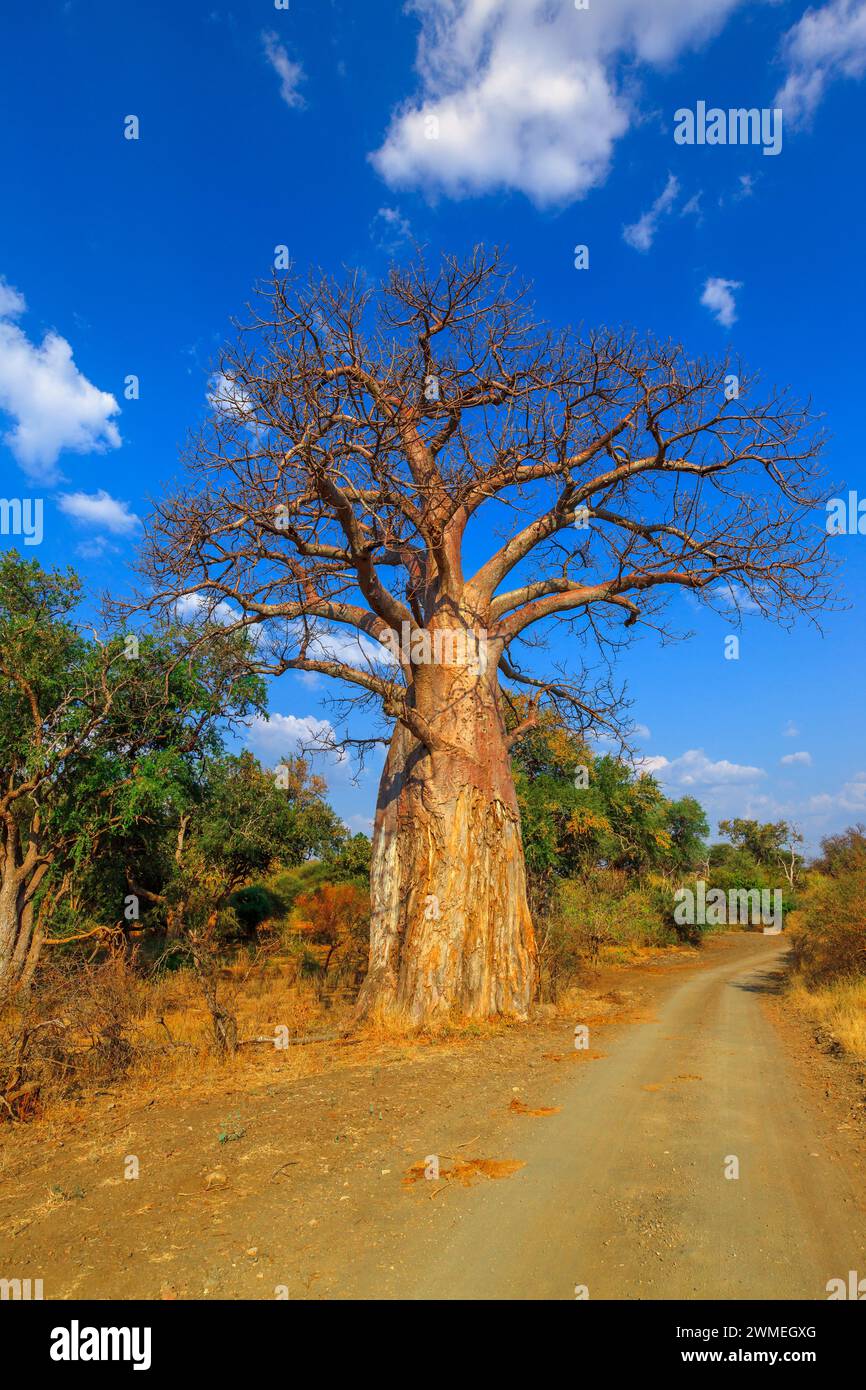 Vertical Baobab tree of Musina Nature Reserve in Dry season, one of the ...