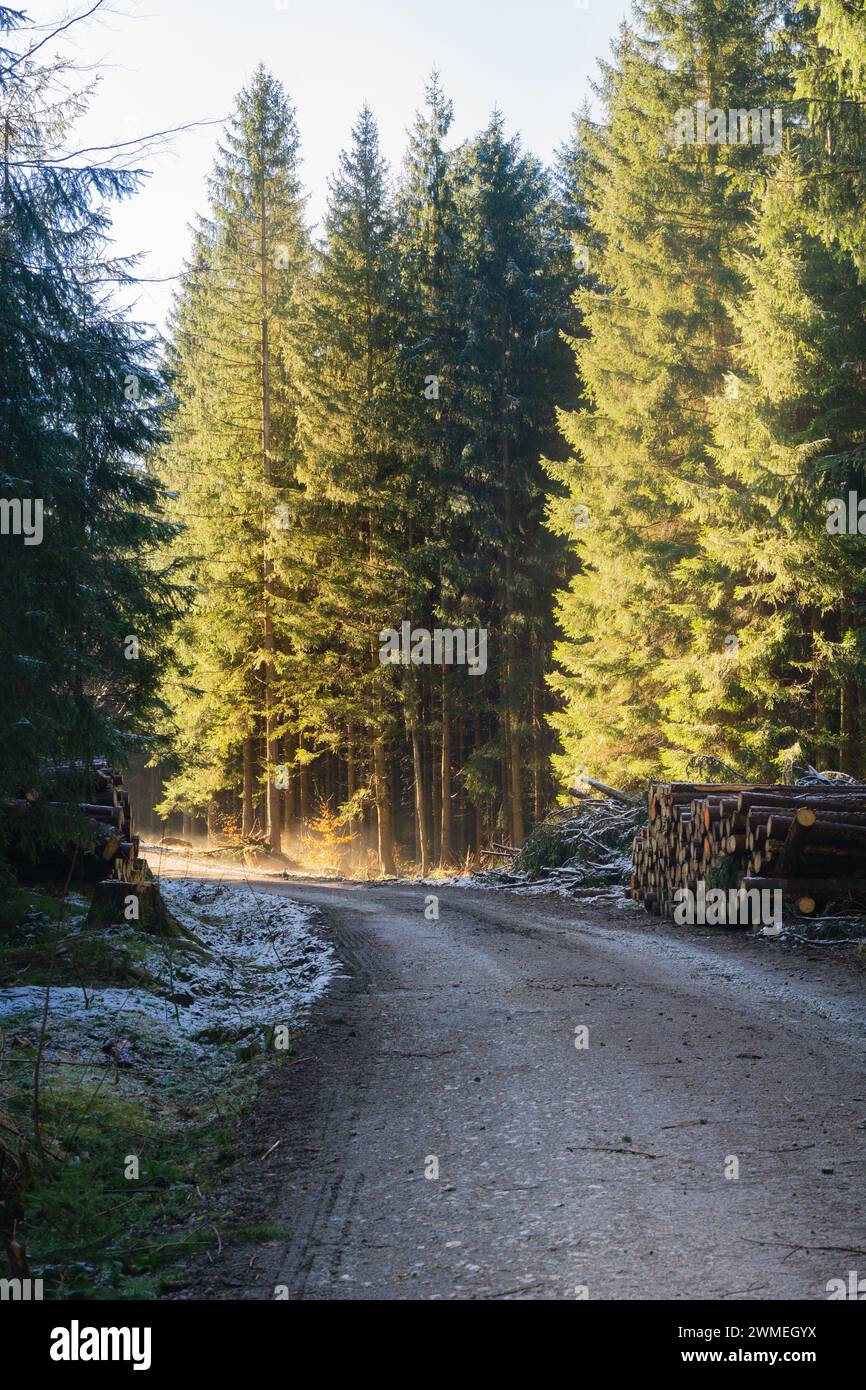 Cutting through forest hi-res stock photography and images - Alamy