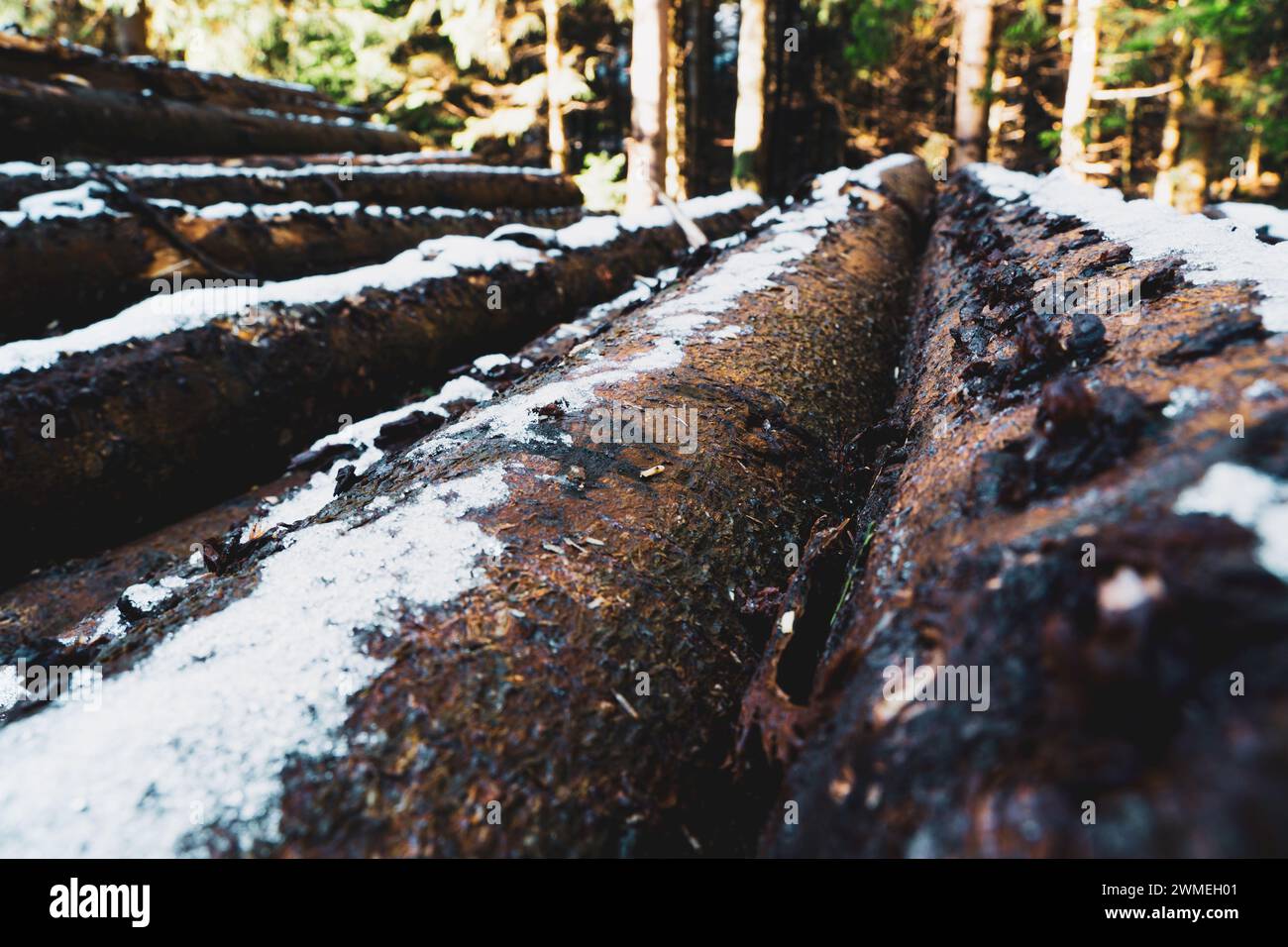 Snow-covered Log in Forest Landscape Stock Photo - Alamy