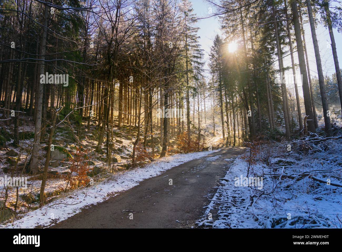 Sun filters through branches hi-res stock photography and images - Alamy
