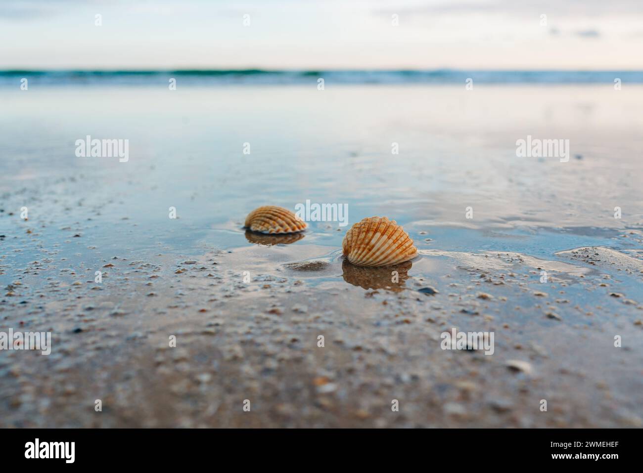 Two seashells rest on the wet sand with the ocean in the background ...