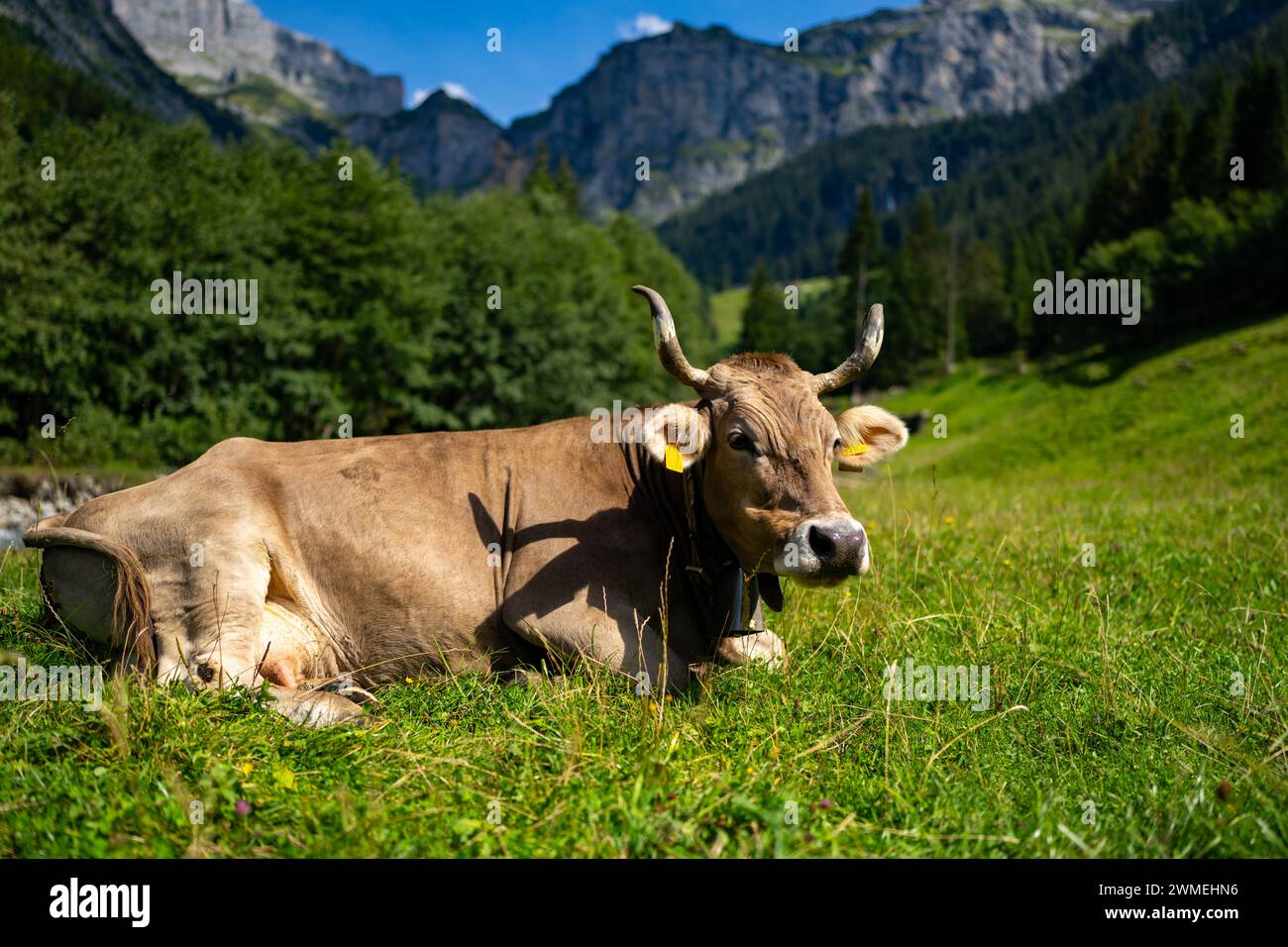 Cow on lawn. Cow grazing on green meadow. Holstein cow. Eco farming ...