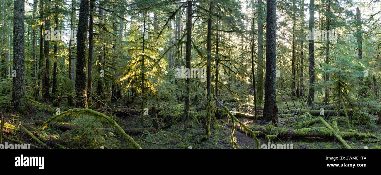 Sunlight filters through a beautiful, moss-covered forest near Mount St. Helens, Washington. The ...