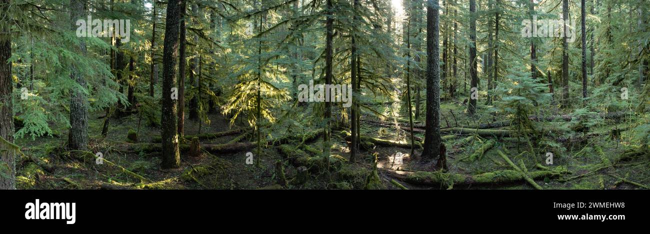 Sunlight filters through a beautiful, moss-covered forest near Mount St ...