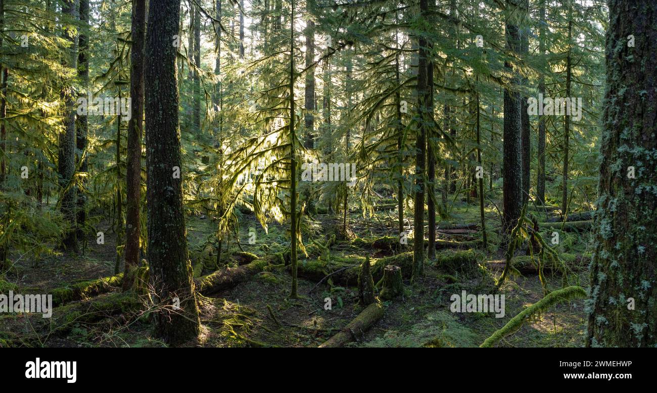Sunlight filters through a beautiful, moss-covered forest near Mount St. Helens, Washington. The ...