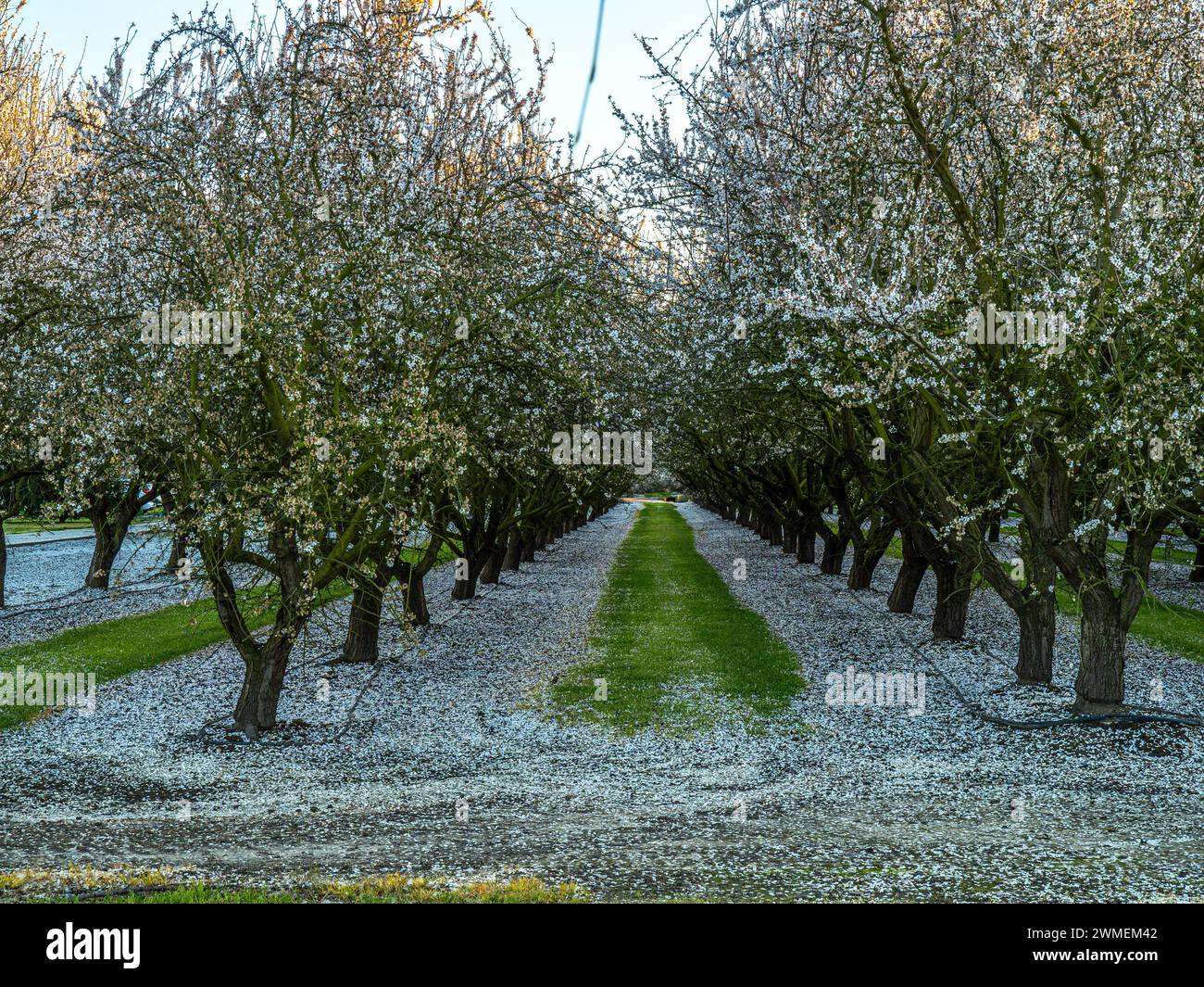 Abundant rains and warm temperatures bring an early spring in the ...