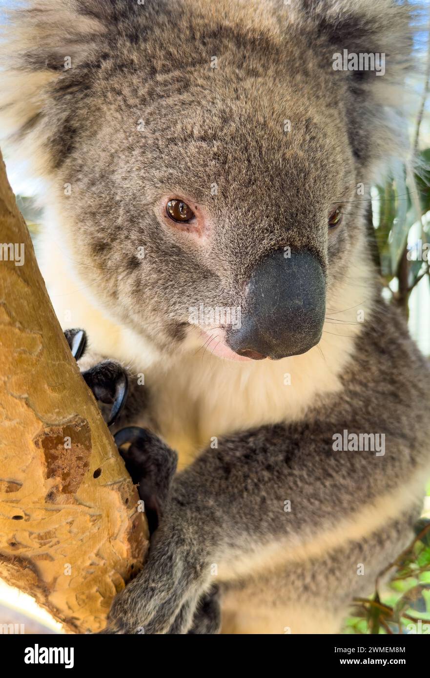A Koala bear native to Australia sits in a gum tree Stock Photo - Alamy