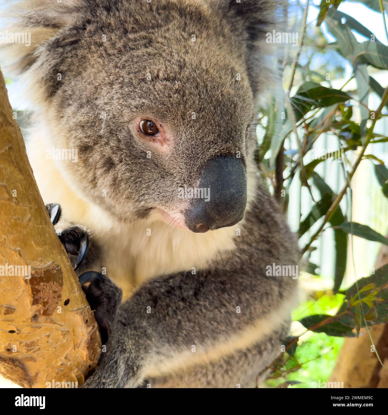 A Koala bear native to Australia sits in a gum tree Stock Photo - Alamy