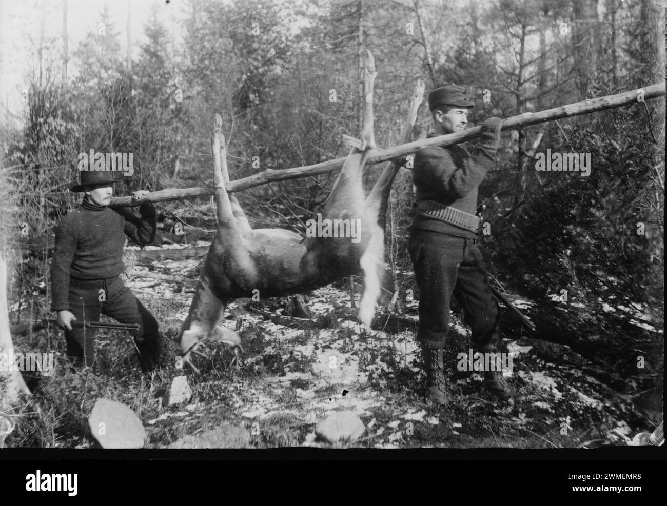 Vintage b&W picture of two hunters, bringing back a deer the hunter ...