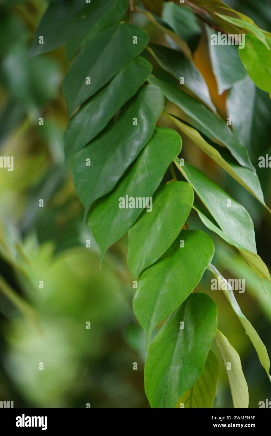 Pterospermum javanicum leaves with a natural background. Indonesian ...