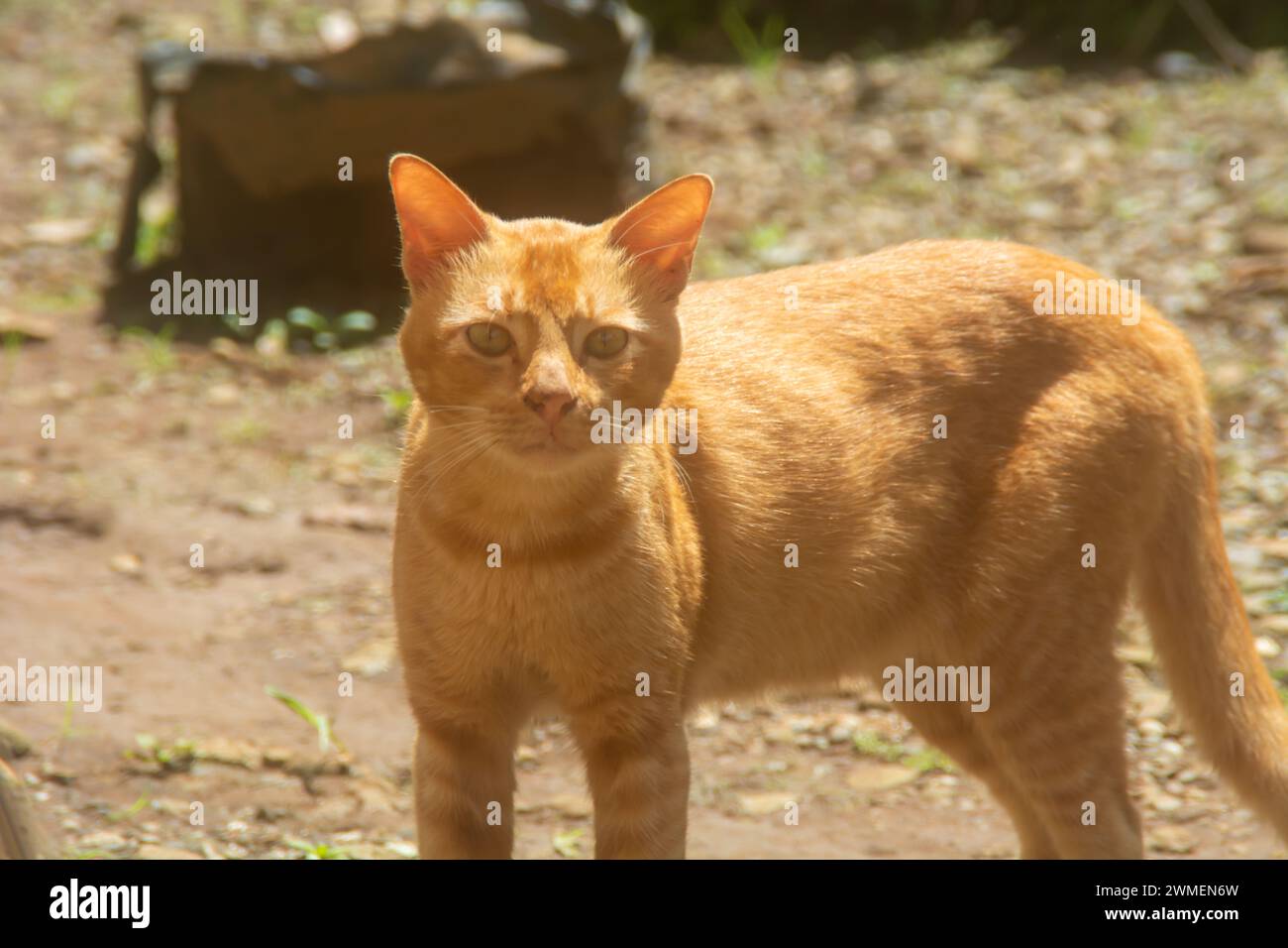 Cute and funny orange cat photo Stock Photo - Alamy