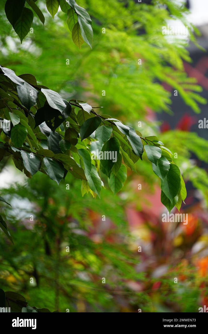 Pterospermum javanicum leaves with a natural background. Indonesian ...