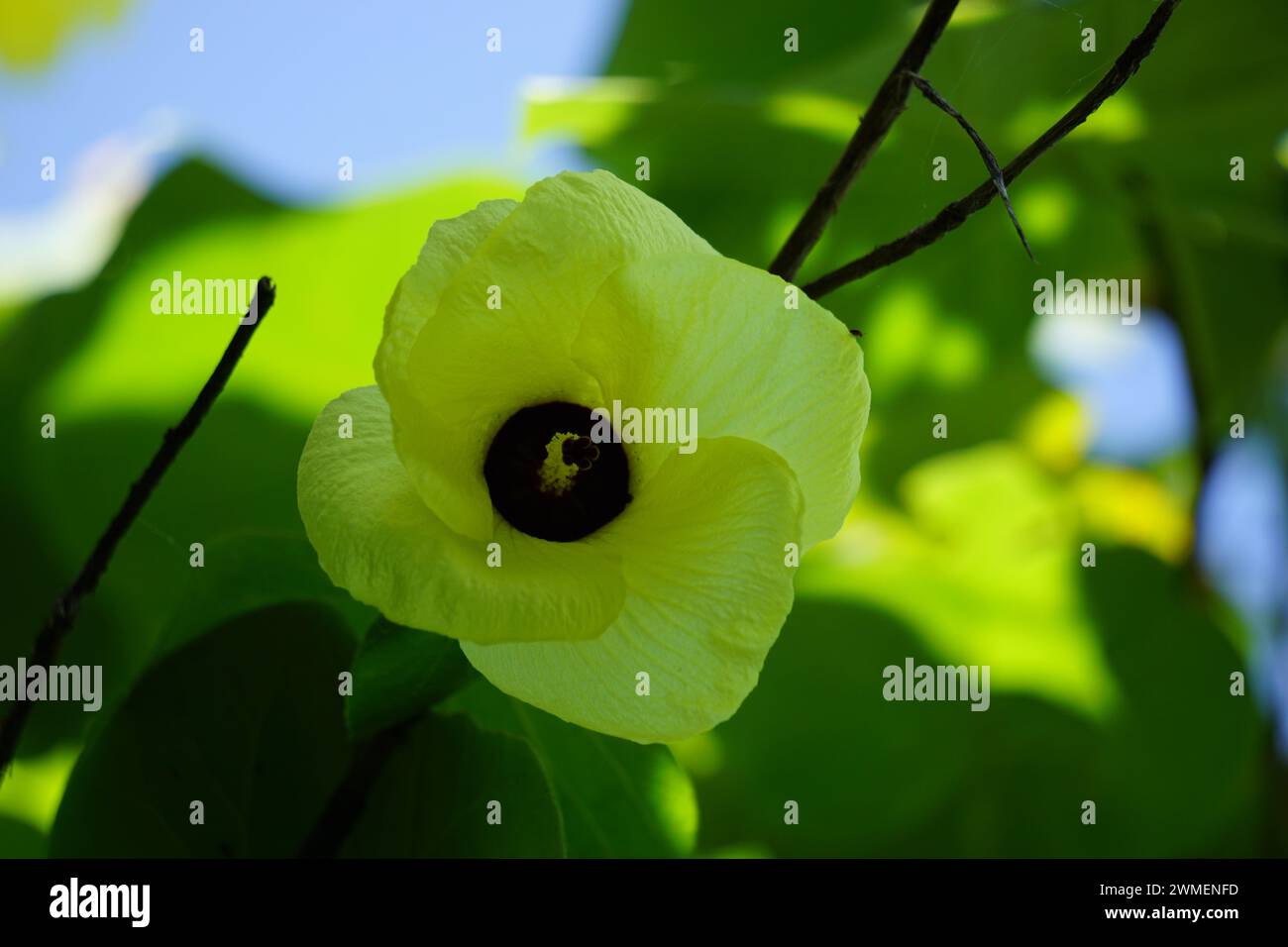 Hibiscus tiliaceus with a natural background. Also known as cottonwood ...