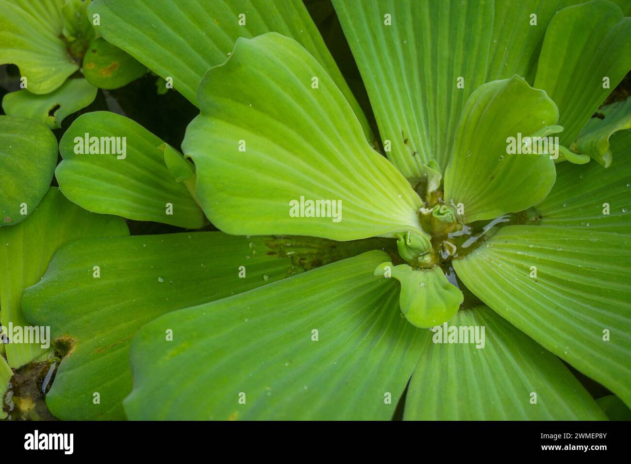 Stock photo of Young plant Growing In Sunlight Stock Photo - Alamy