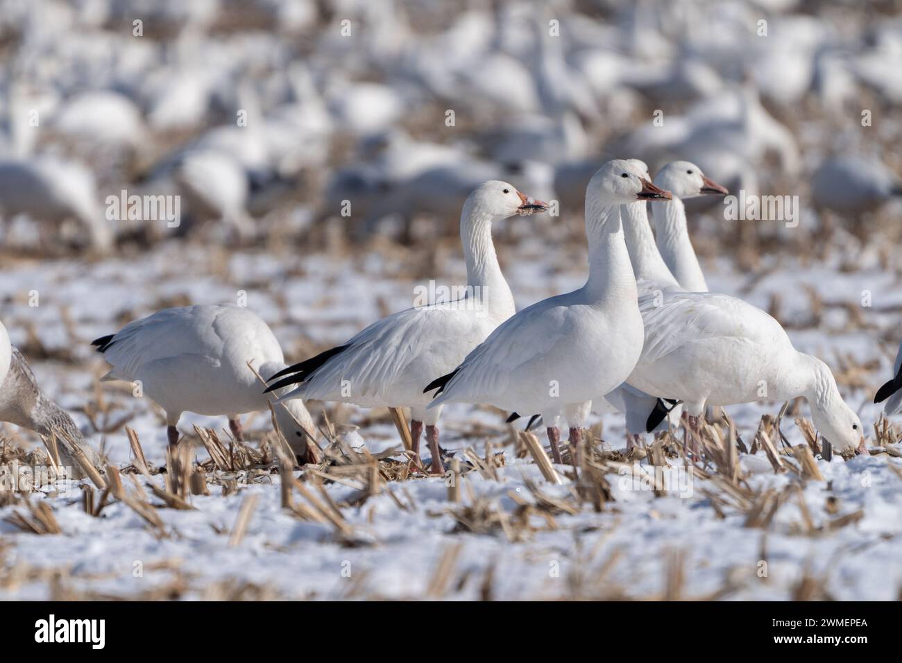 Snow geese on spring migration stop in Pennsylvania corn field Stock ...
