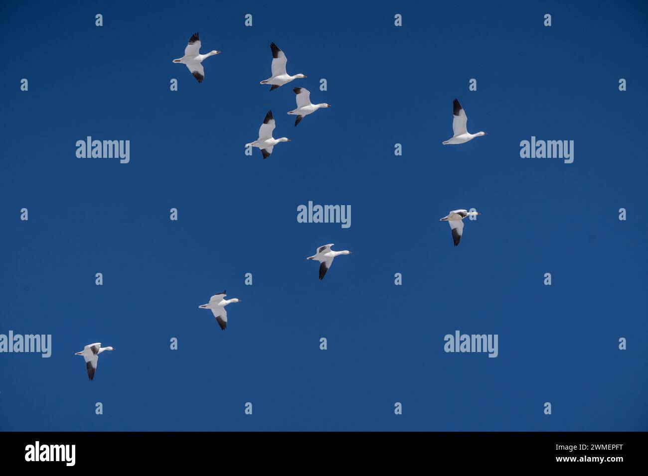 Snow geese on spring migration fly against a blue sky background in ...