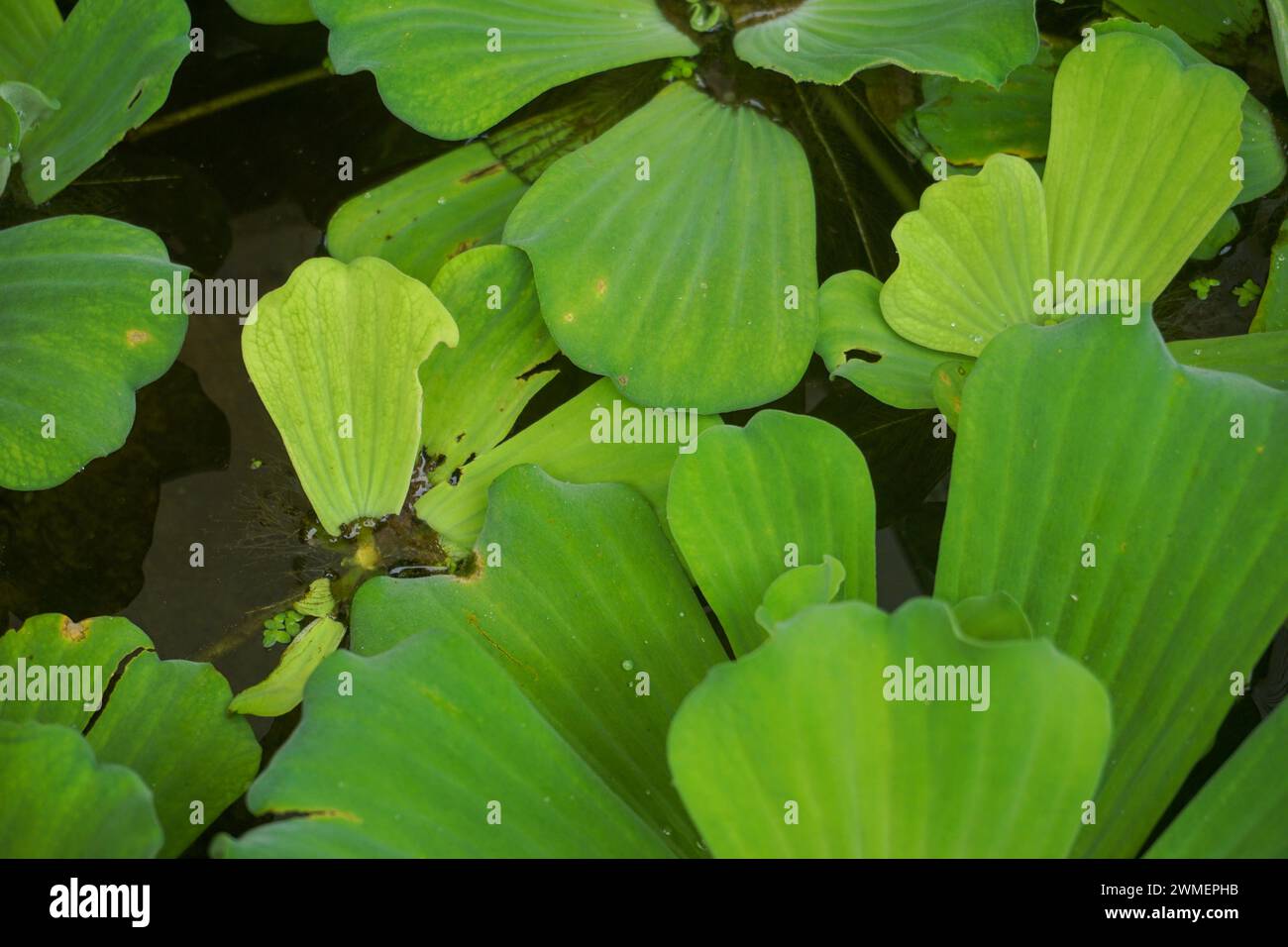 Stock photo of Young plant Growing In Sunlight Stock Photo - Alamy