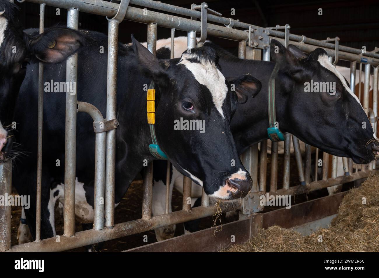 Feeding of cows on organic cheese farm in Netherlands, dutch gouda hard ...