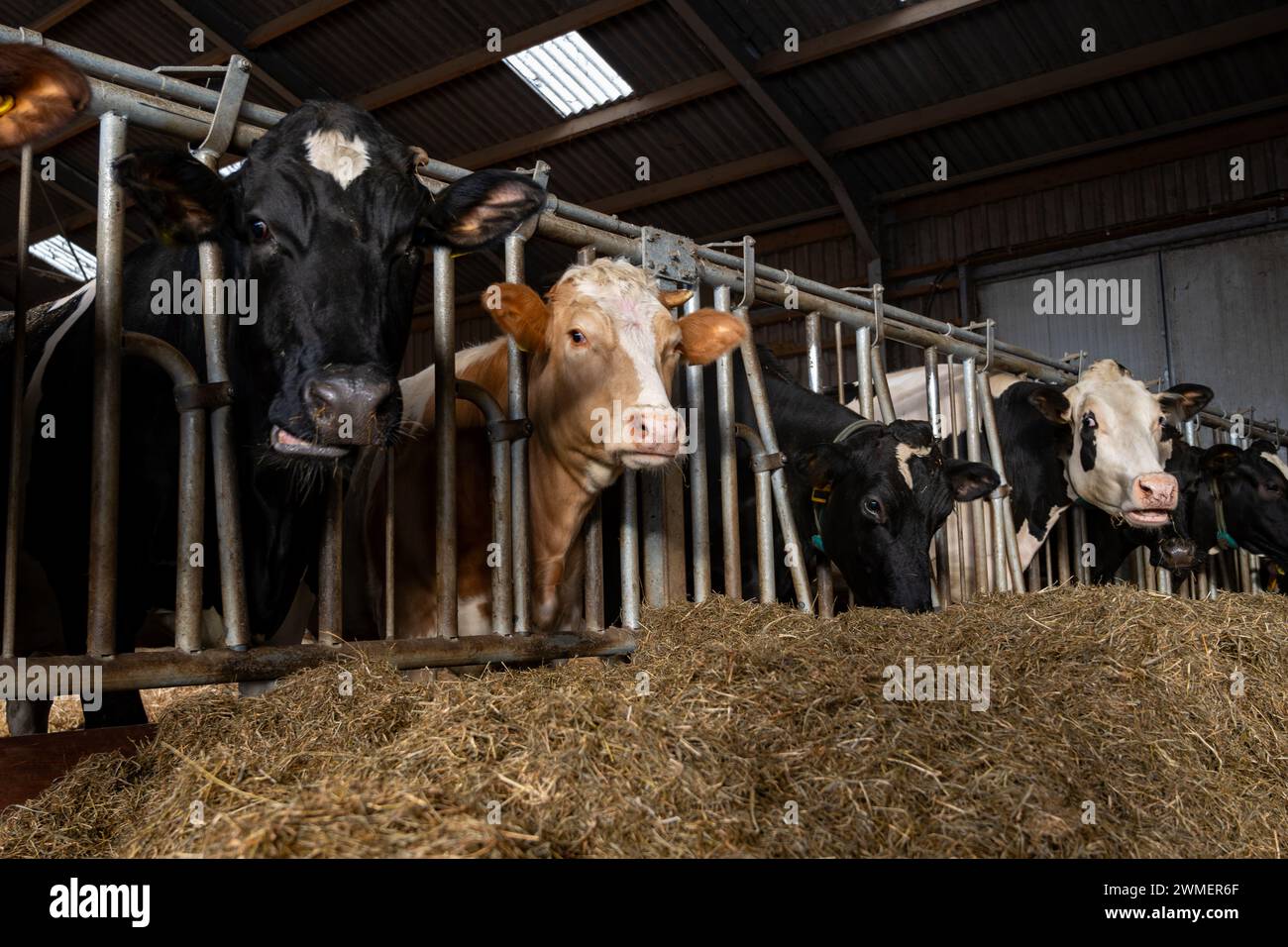 Feeding of cows on organic cheese farm in Netherlands, dutch gouda hard ...